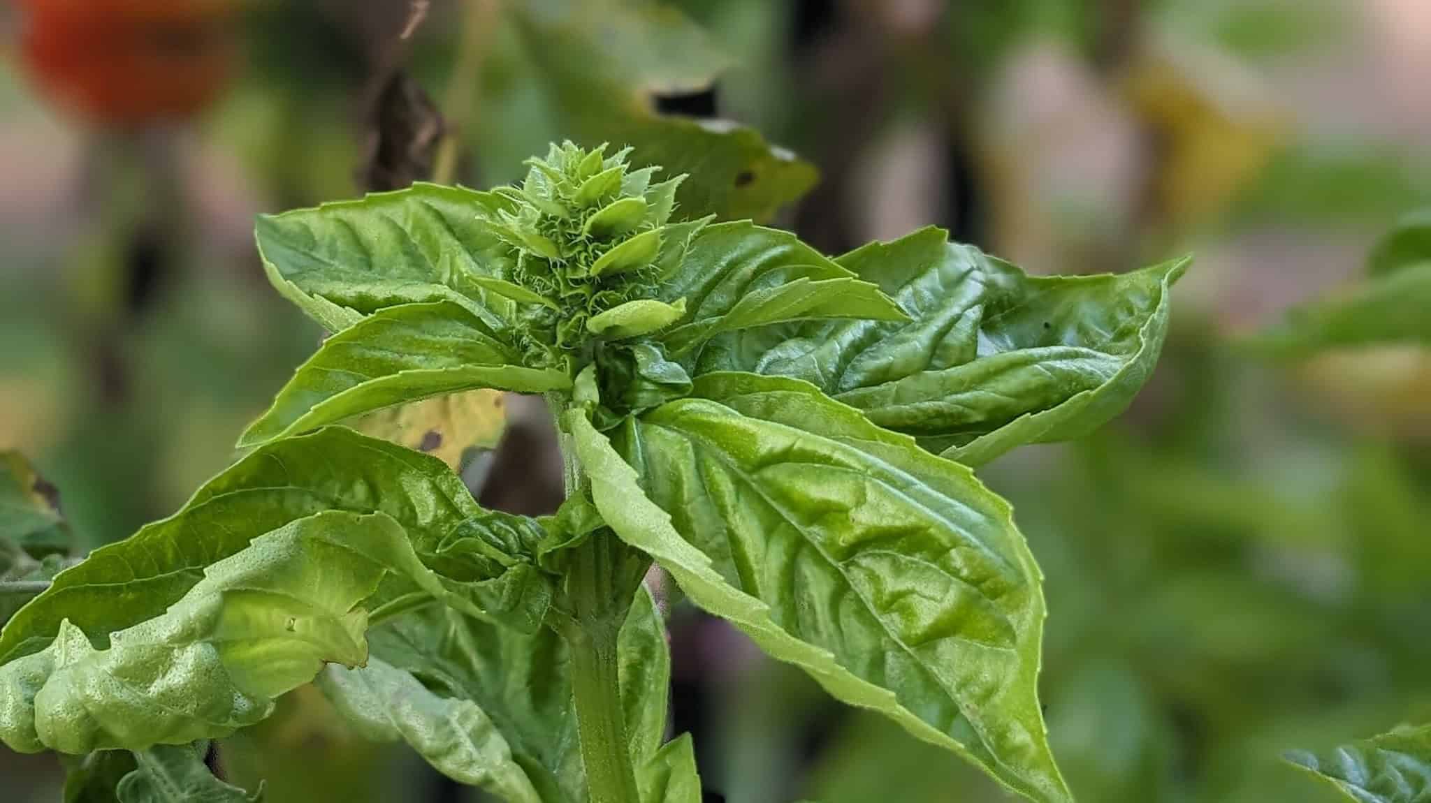 What To Do With Bolted Basil? And How To Keep Basil From Bolting? - The ...