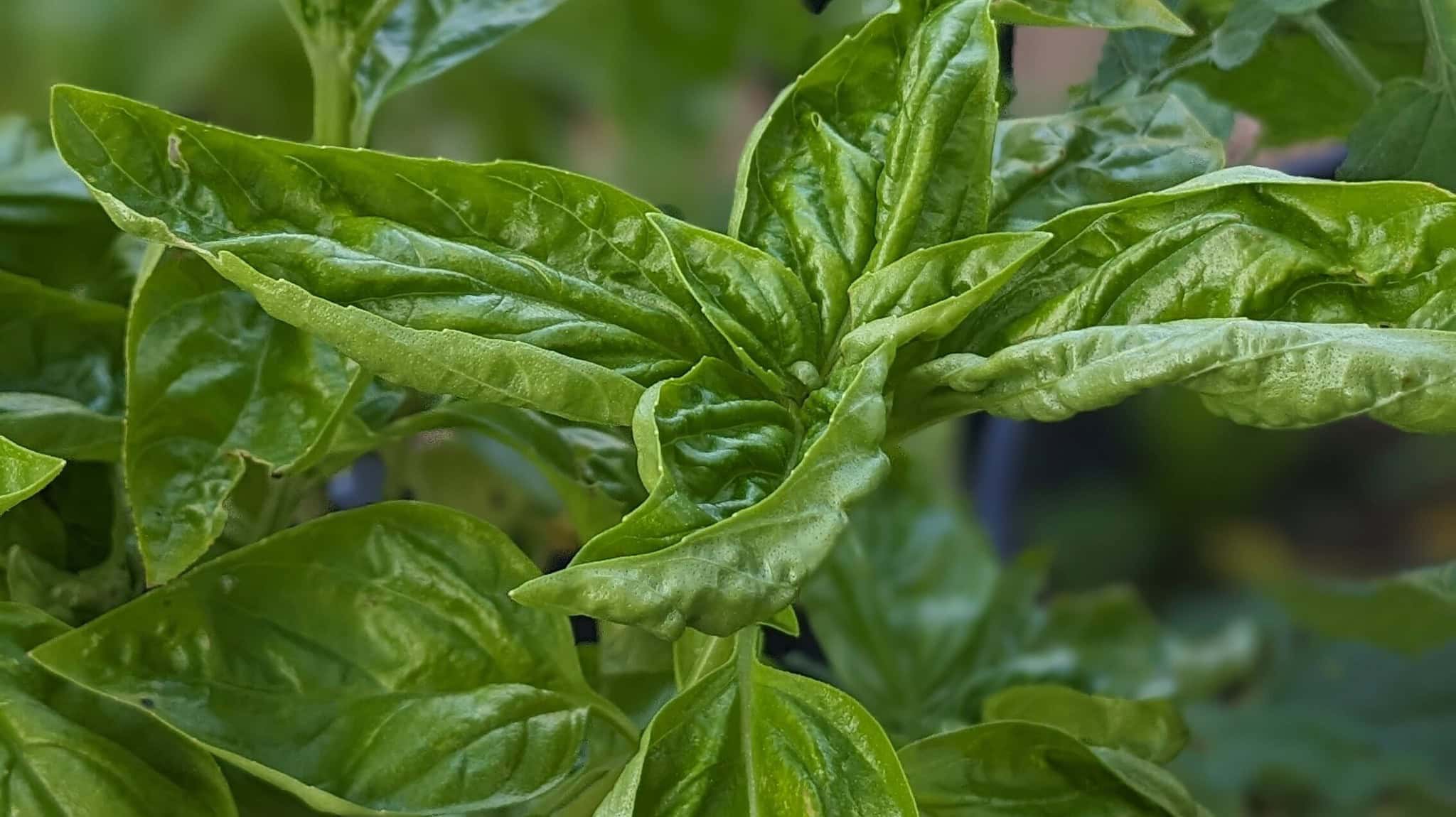 What To Do With Bolted Basil? And How To Keep Basil From Bolting? - The ...