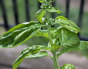 What To Do With Bolted Basil? And How To Keep Basil From Bolting? - The ...