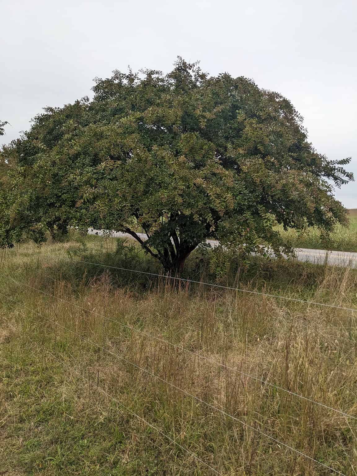 Crepe/Crape Myrtle Tree (Lagerstroemia): A Great Ornamental Tree For ...
