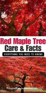 Red Maple Tree (Acer Rubrum): A Detailed Guide