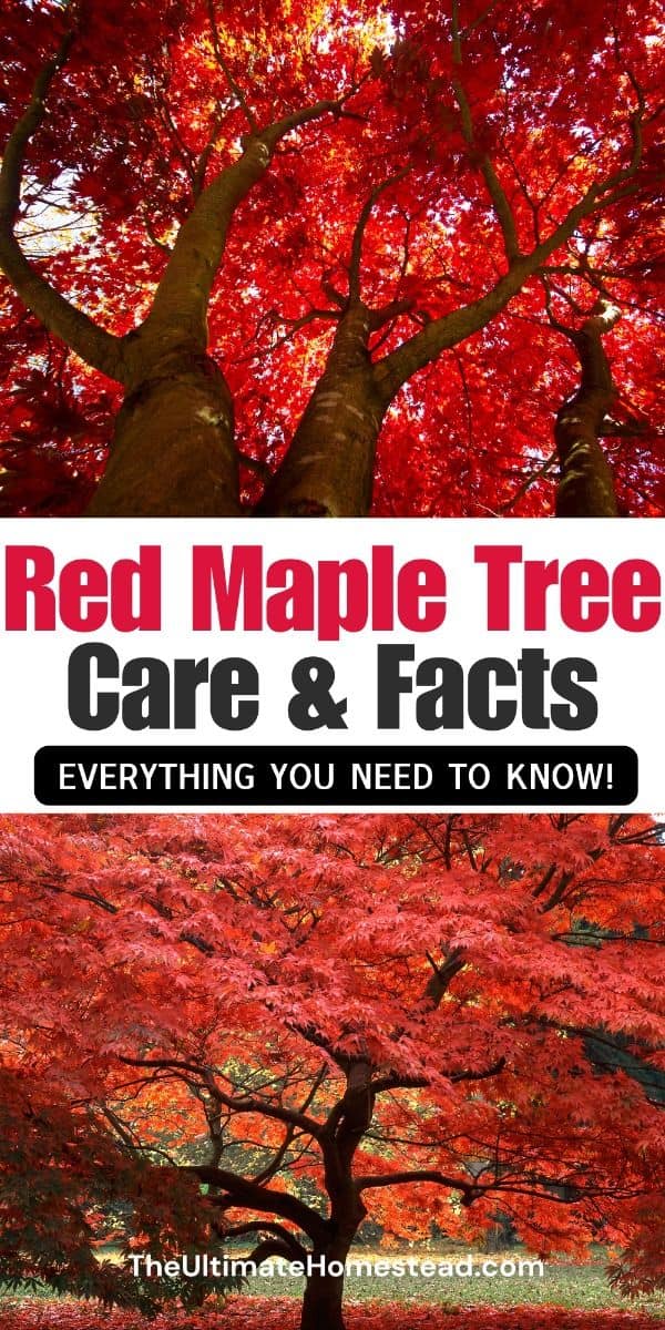 Red Maple Tree (Acer Rubrum): A Detailed Guide