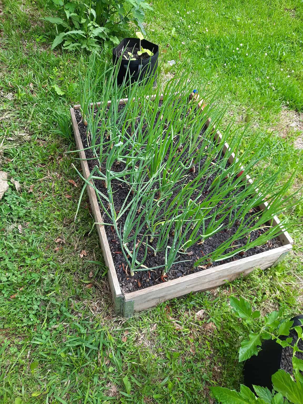 How Deep Should Your Raised Garden Bed Be? Find Out Here - The Ultimate ...