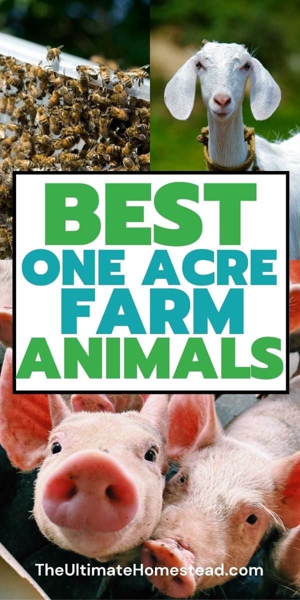 What Animals Can You Raise on a 1-Acre Farm? - The Ultimate Homestead