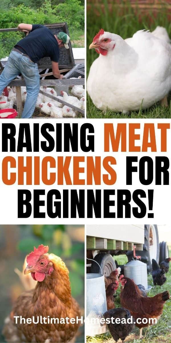 Raising Meat Chickens for Beginners - The Ultimate Homestead