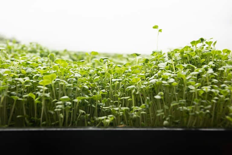 How to Grow Microgreens Indoors - The Ultimate Homestead