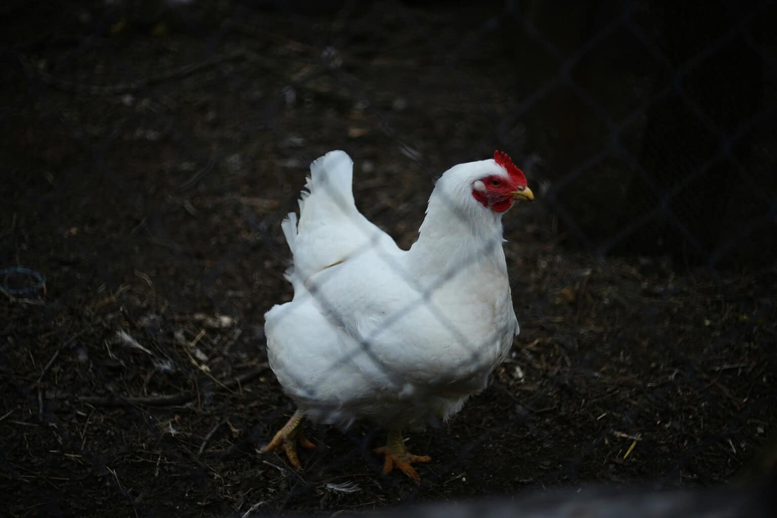 Raising Meat Chickens for Beginners - The Ultimate Homestead