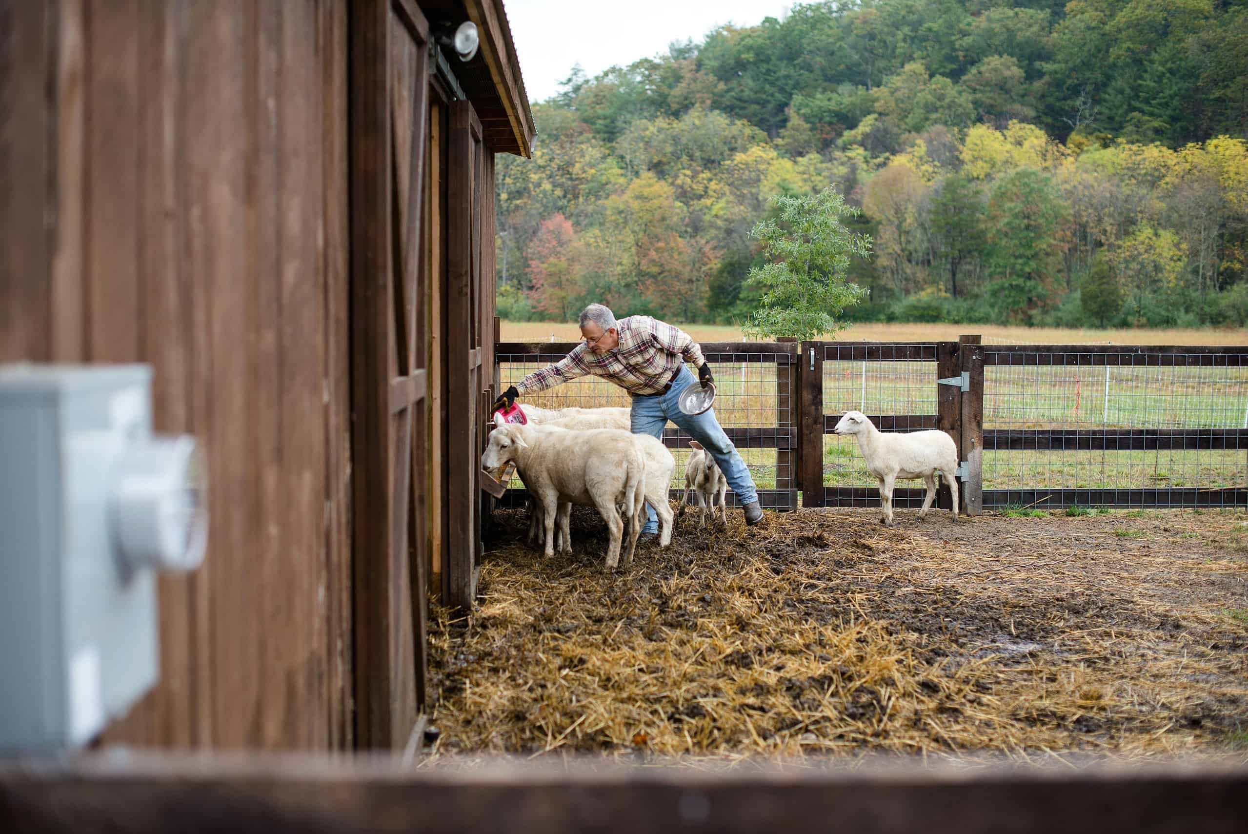 What Is Homesteading and How Can You Start? - The Ultimate Homestead