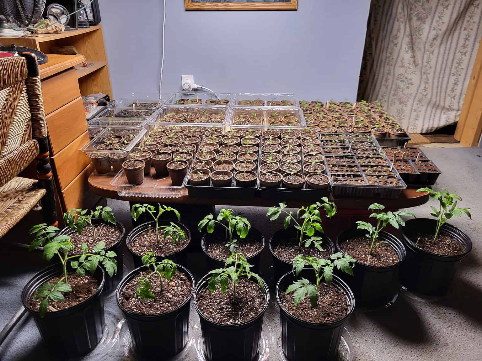 How to Start a Garden in 10 Easy Steps - The Ultimate Homestead