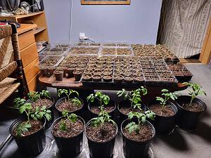 How to Start a Garden in 10 Easy Steps - The Ultimate Homestead