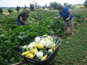 What You Need to Know About Hobby Farms - The Ultimate Homestead