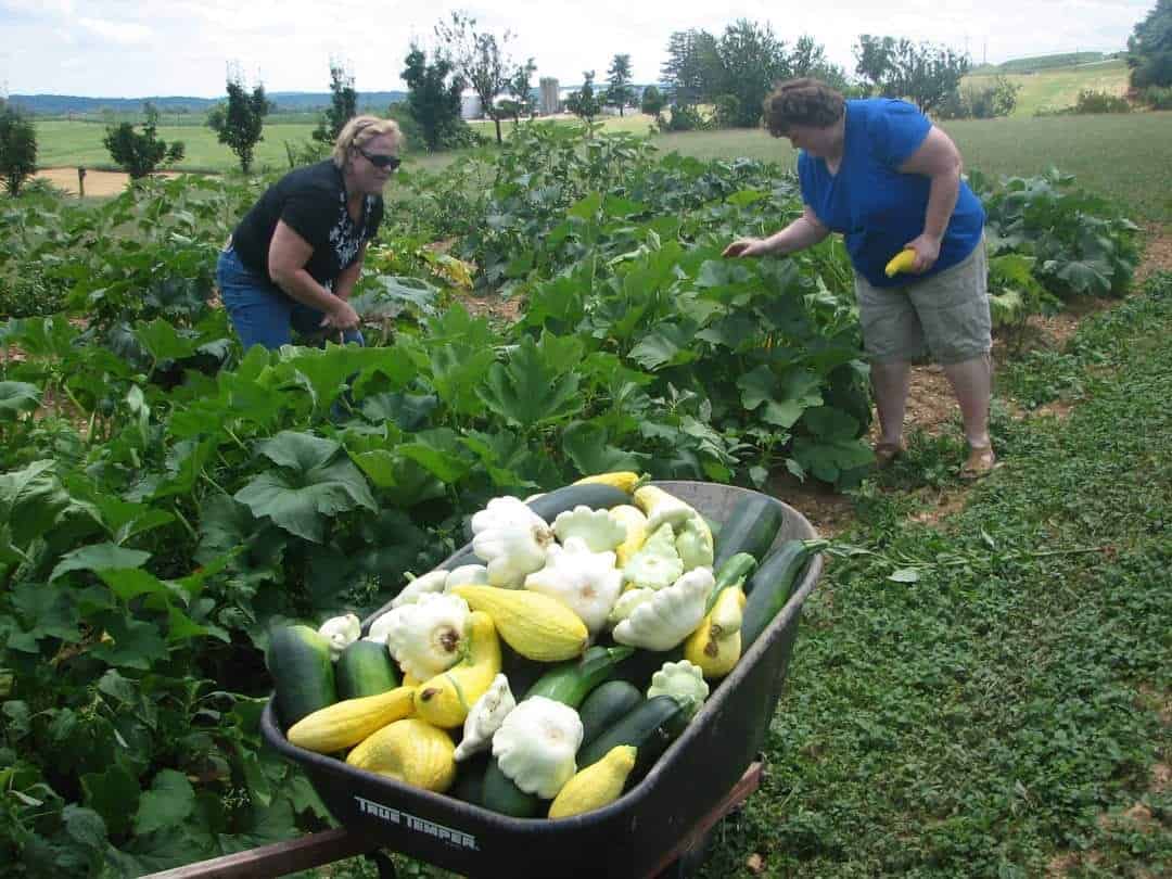 What You Need to Know About Hobby Farms - The Ultimate Homestead