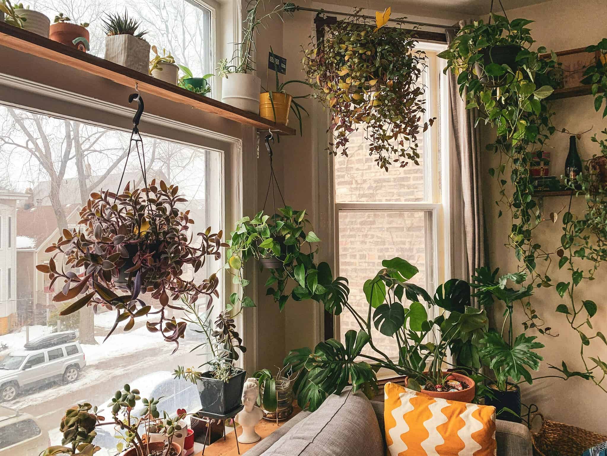 Indoor Gardening for Beginners - The Ultimate Homestead