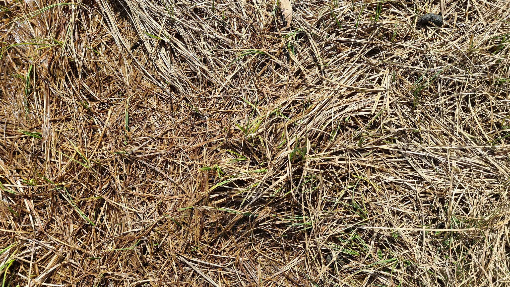 How to Start a Garden in 10 Easy Steps - The Ultimate Homestead