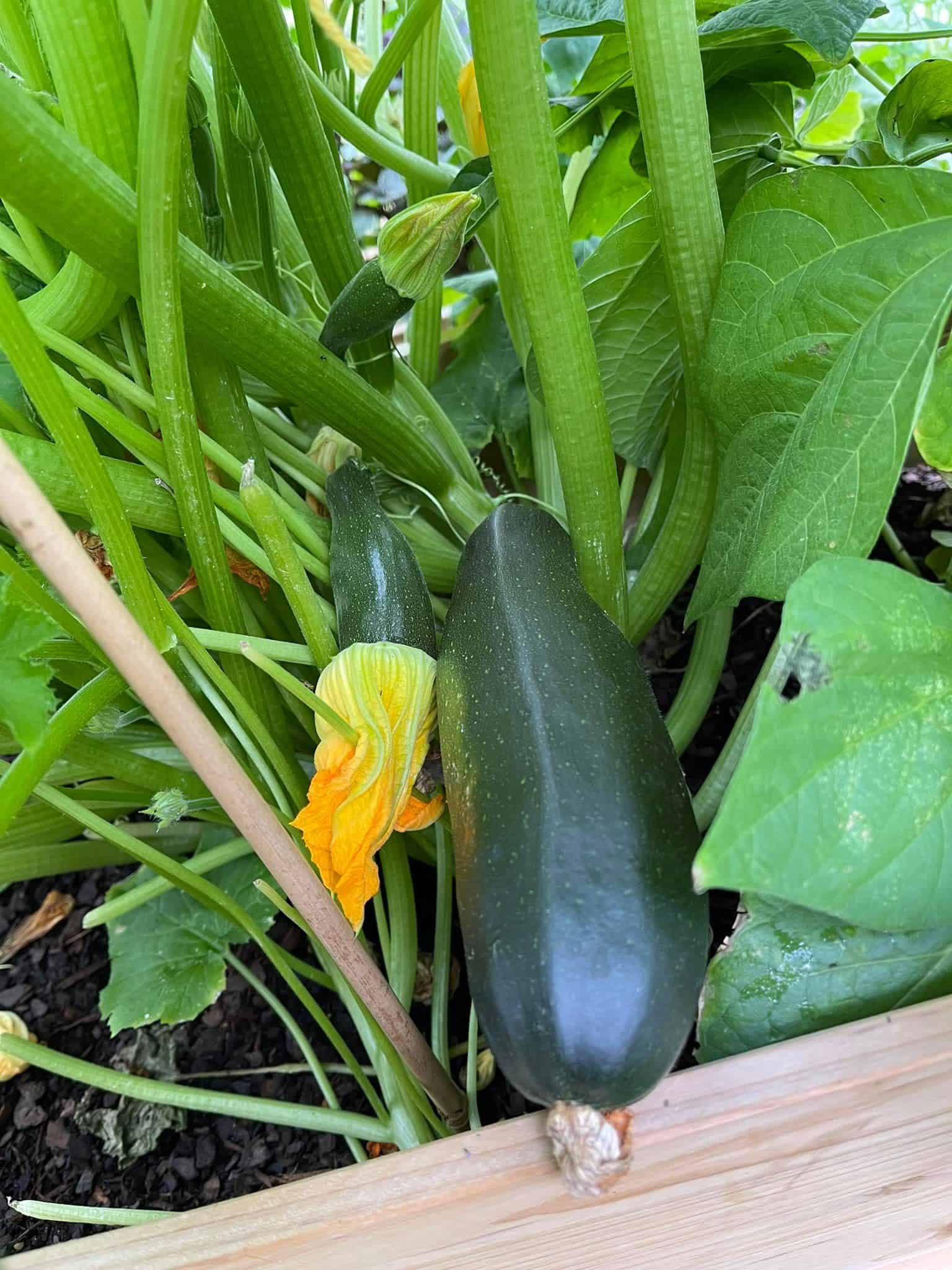 How to Grow Zucchini (A Beginner-Friendly Guide) - The Ultimate Homestead