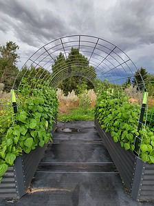 4 x 8 Raised Garden Bed Planting Layout Guide - The Ultimate Homestead