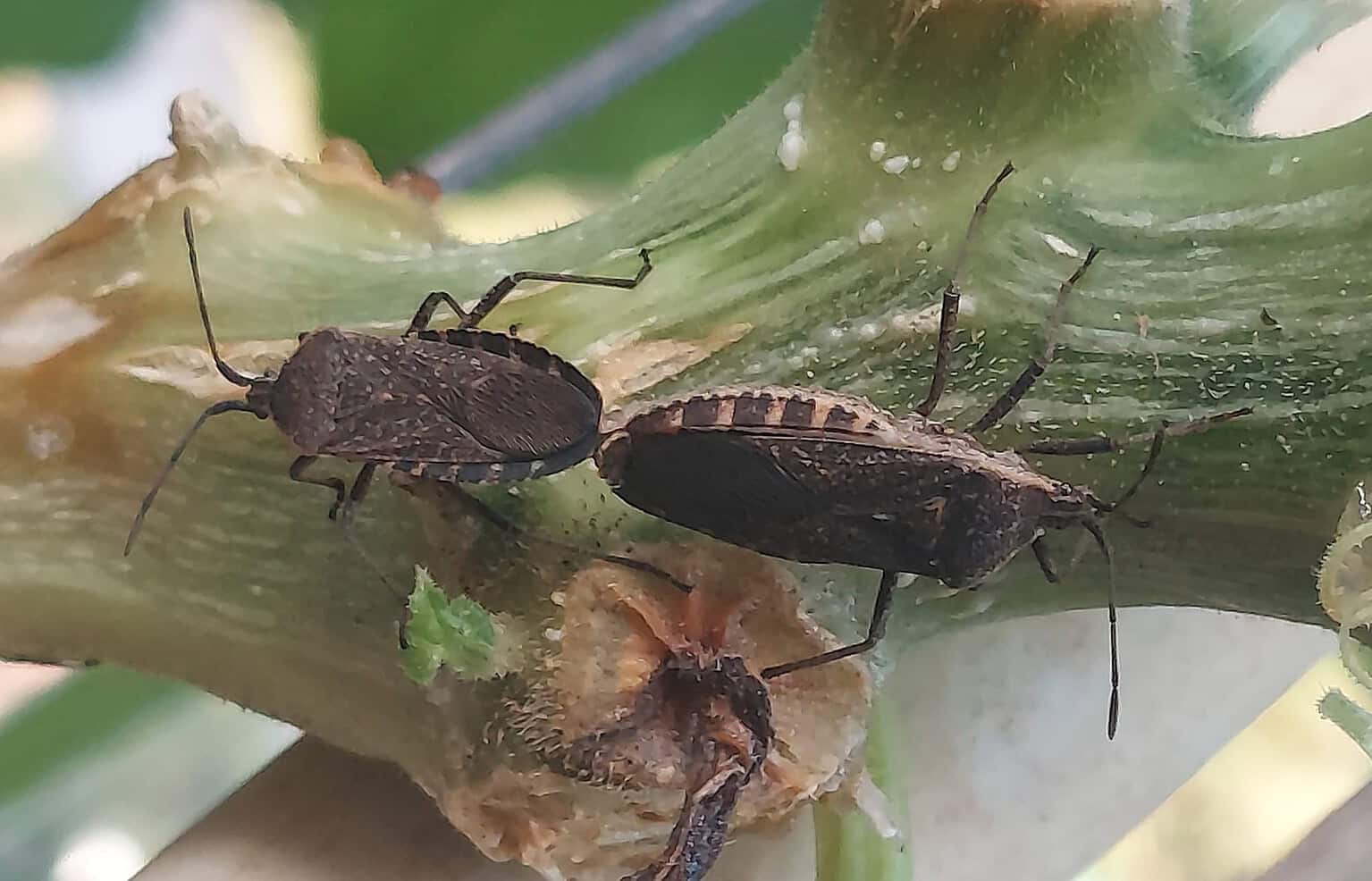 How to Grow Zucchini (A Beginner-Friendly Guide) - The Ultimate Homestead