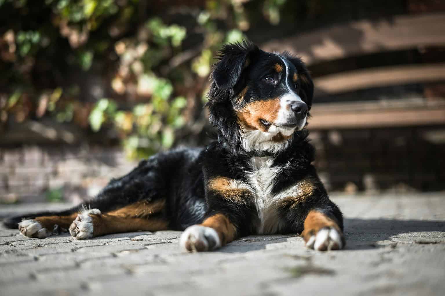15 Most Reliable Farm Dog Breeds - The Ultimate Homestead