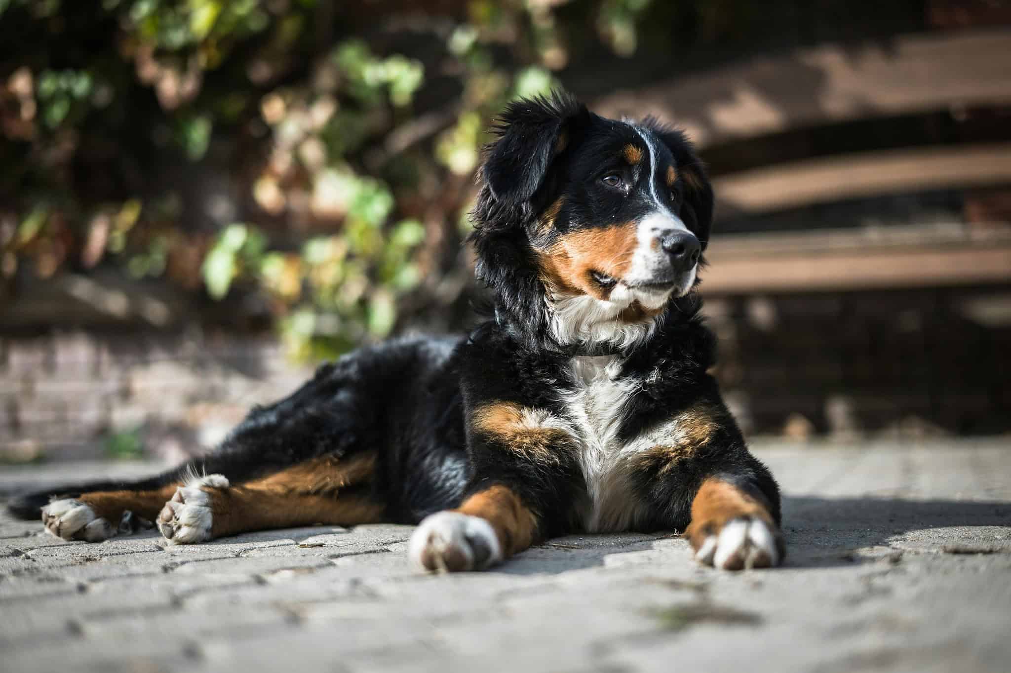 15 Most Reliable Farm Dog Breeds - The Ultimate Homestead