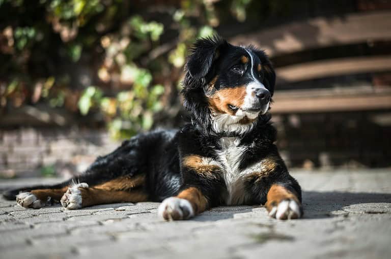 15 Most Reliable Farm Dog Breeds - The Ultimate Homestead
