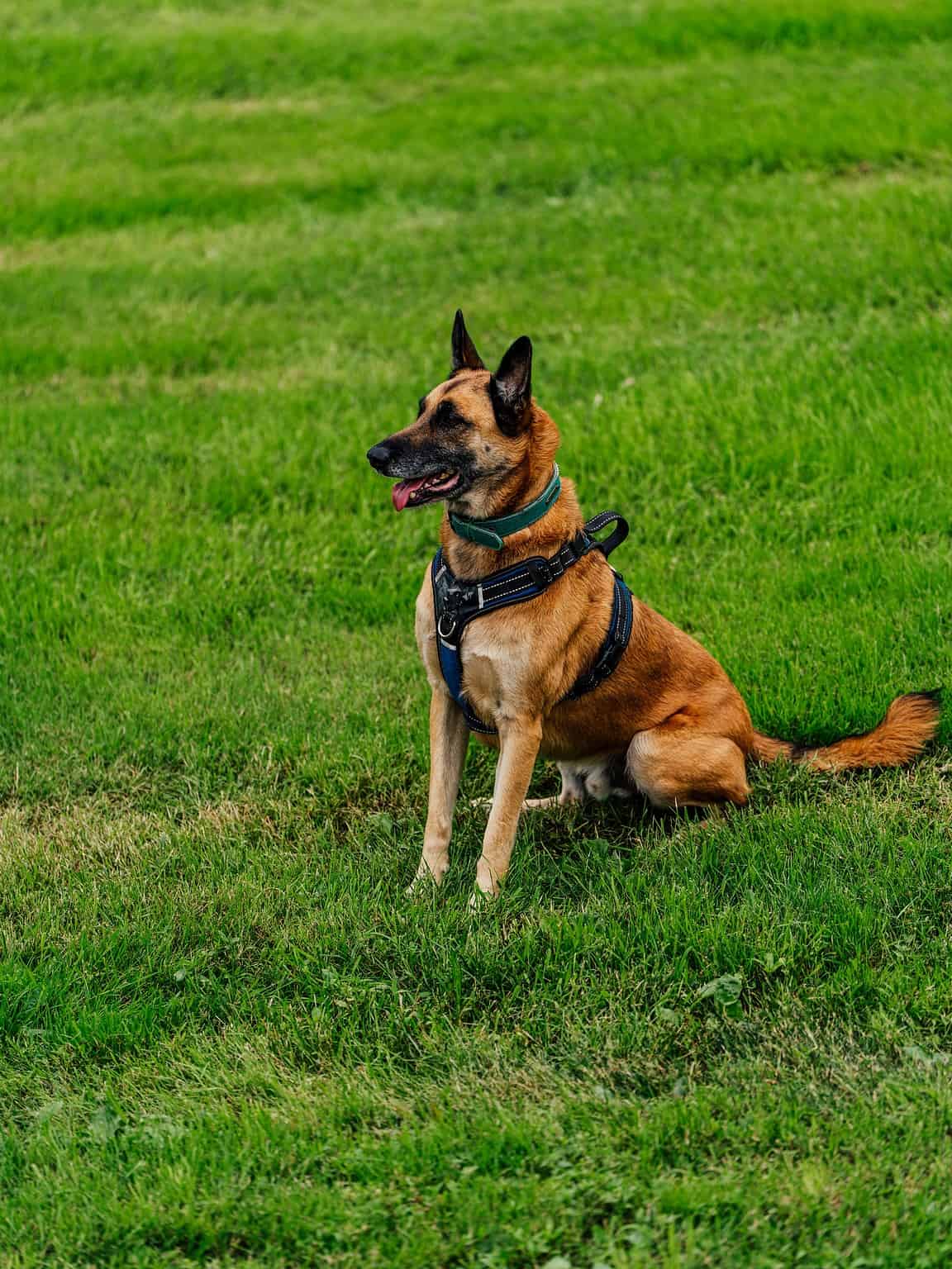 15 Most Reliable Farm Dog Breeds - The Ultimate Homestead