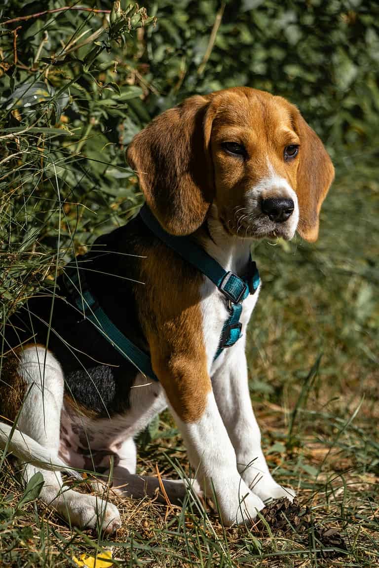 15 Most Reliable Farm Dog Breeds - The Ultimate Homestead