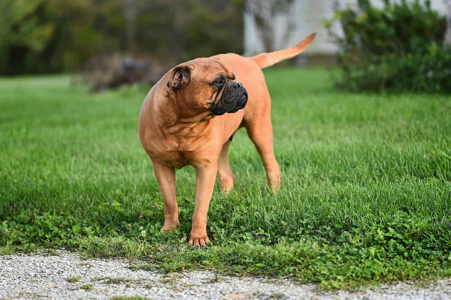 15 Most Reliable Farm Dog Breeds - The Ultimate Homestead