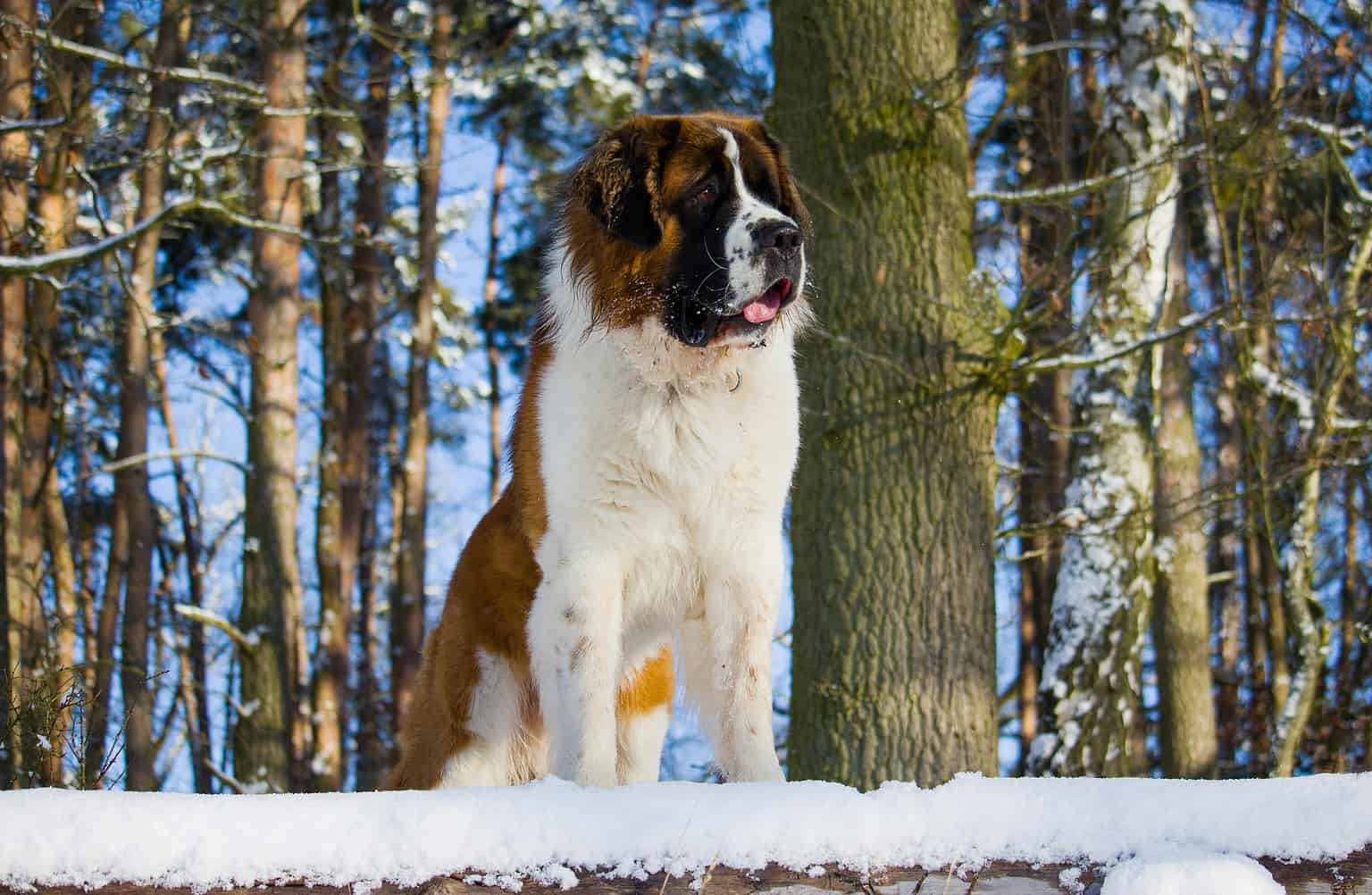 15 Most Reliable Farm Dog Breeds - The Ultimate Homestead