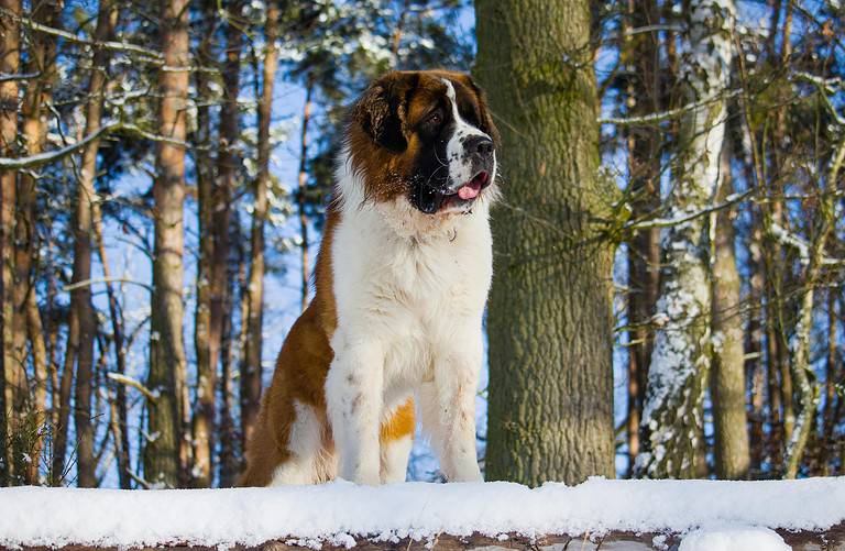 15 Most Reliable Farm Dog Breeds - The Ultimate Homestead