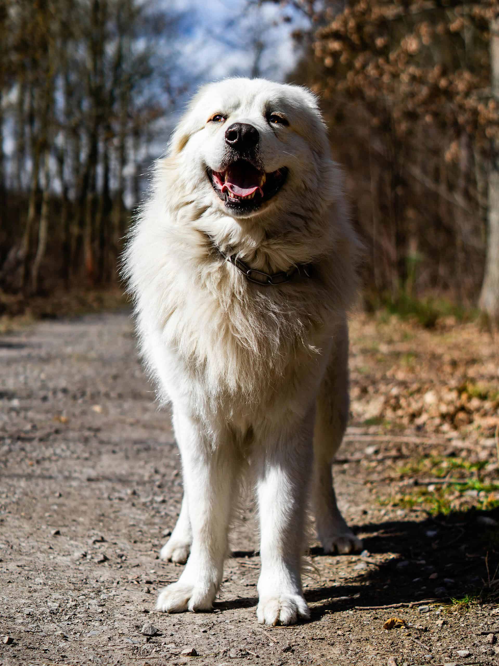 15 Most Reliable Farm Dog Breeds - The Ultimate Homestead