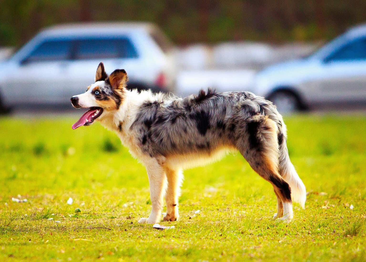 15 Most Reliable Farm Dog Breeds - The Ultimate Homestead