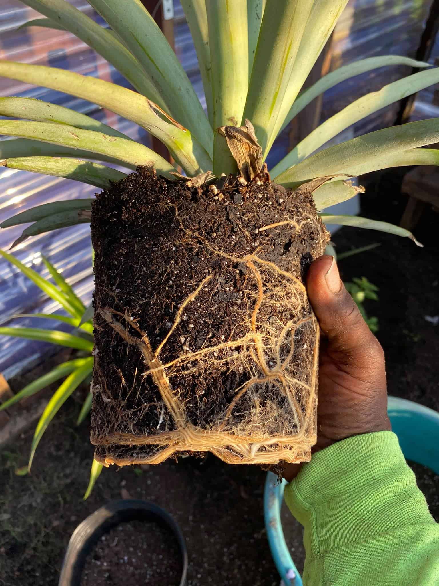 How to Grow a Pineapple from the Top (Step-by-Step Guide) - The ...