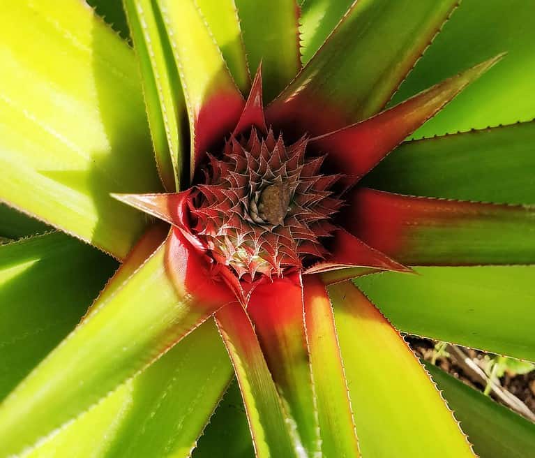 How to Grow a Pineapple from the Top (Step-by-Step Guide) - The ...