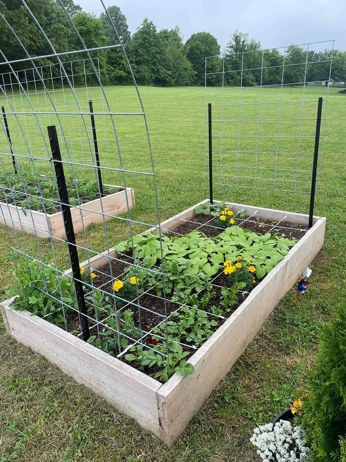 Square Foot Gardening Guide for Beginners - The Ultimate Homestead