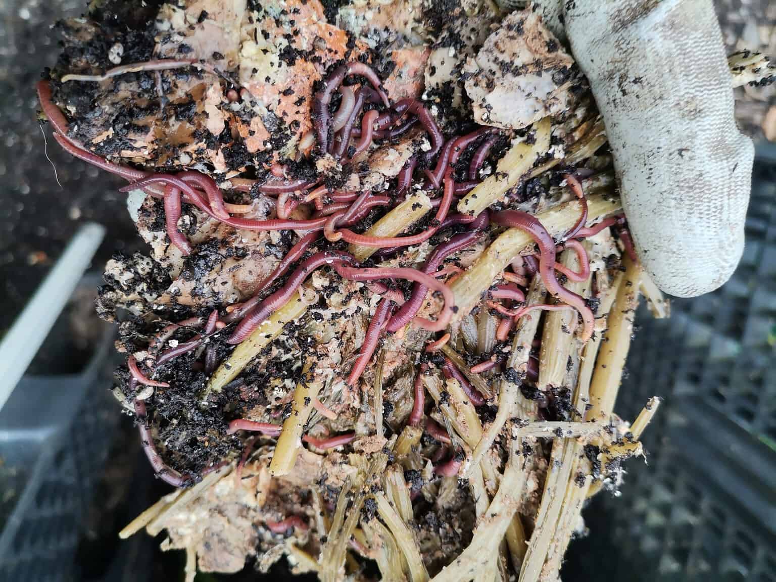 How to Build a Worm Composting Bin (7 Easy Step-by-Step Guide) - The ...