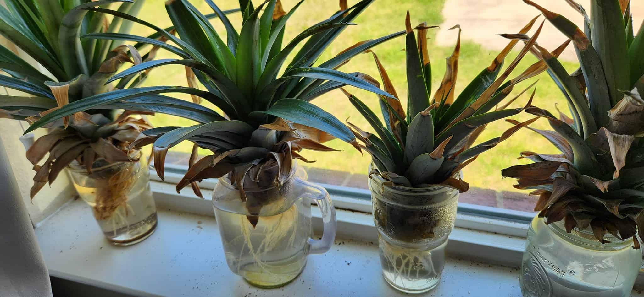How to Grow a Pineapple from the Top (Step-by-Step Guide) - The ...