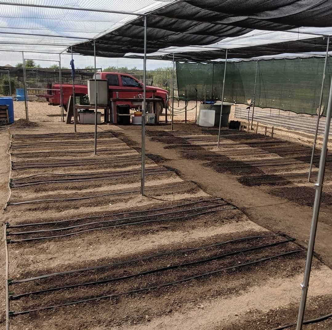 How to Direct Sow Seeds The Right Way - The Ultimate Homestead