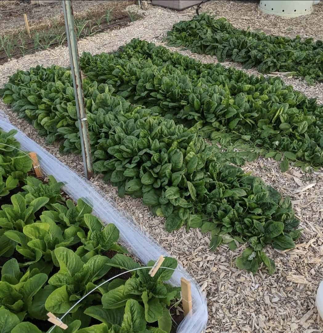 How to Direct Sow Seeds The Right Way - The Ultimate Homestead