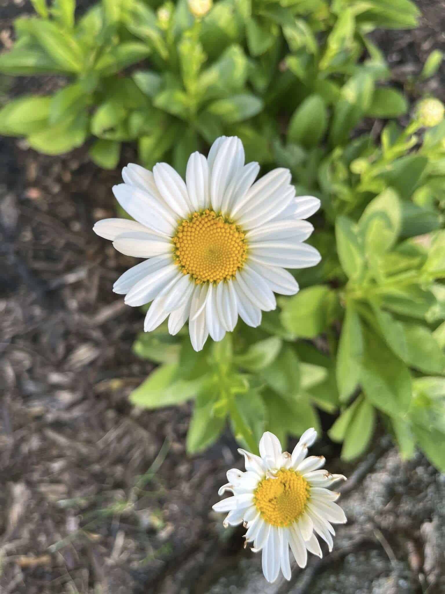 15 Gorgeous Long-Blooming Perennials You’ll Want in Your Garden - The ...