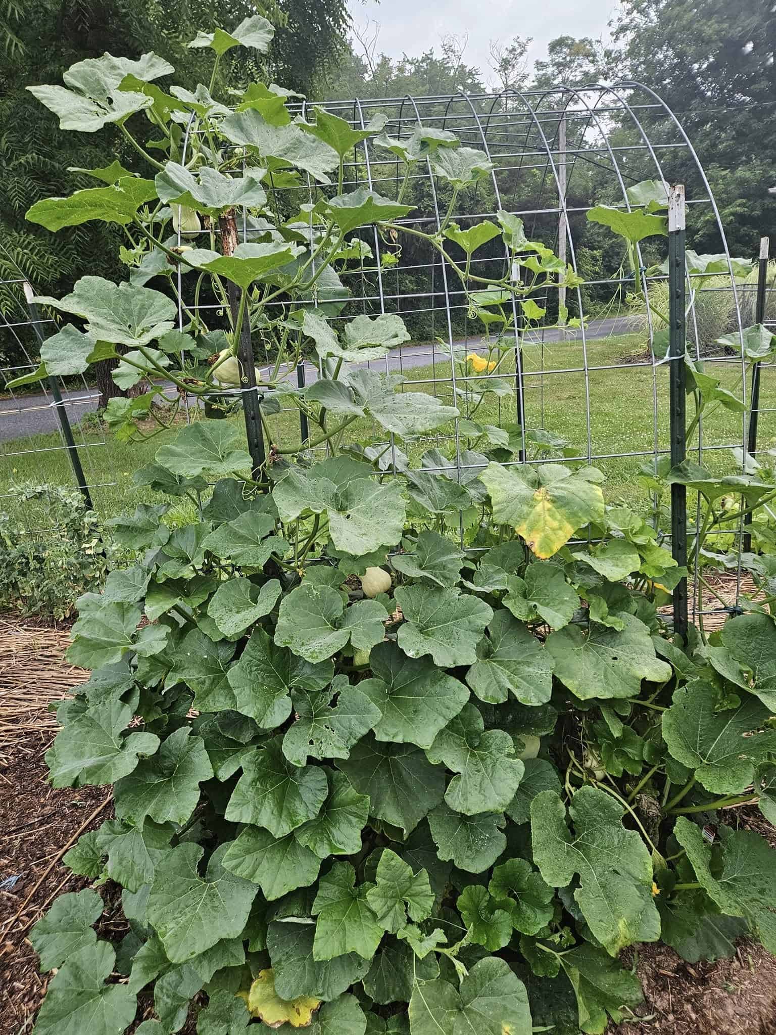 Vertical Gardening Made Easy (Benefits, Plants, and Tips for Small ...