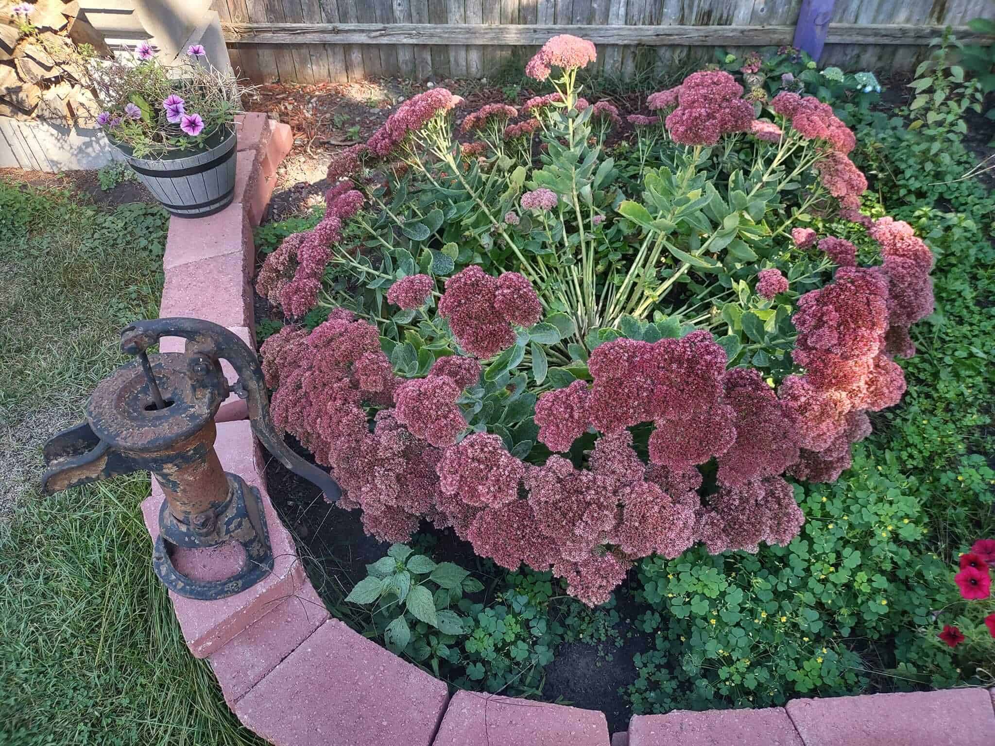 15 Gorgeous Long-Blooming Perennials You’ll Want in Your Garden - The ...