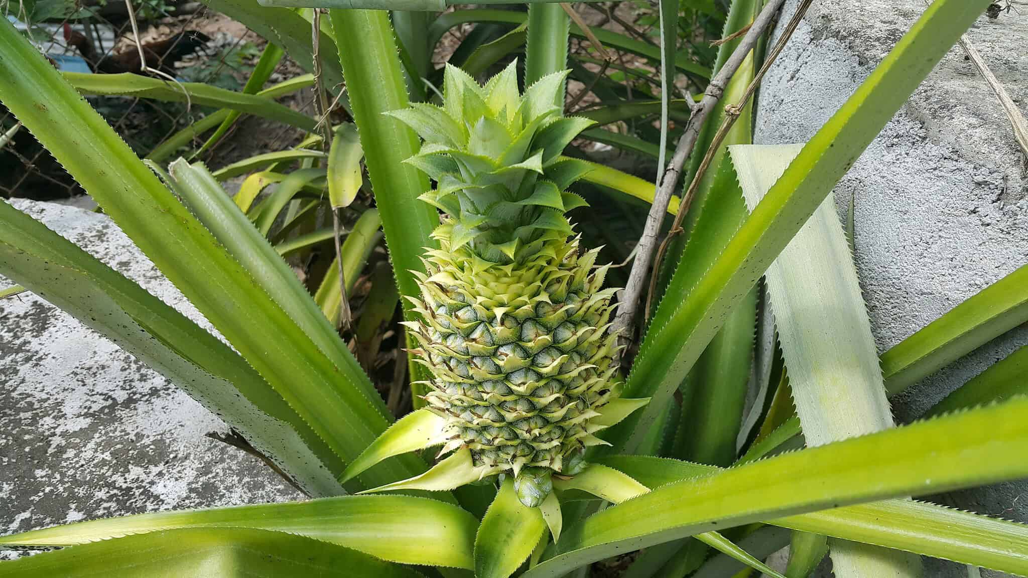 7 Expert Tips for Growing Pineapple Successfully - The Ultimate Homestead