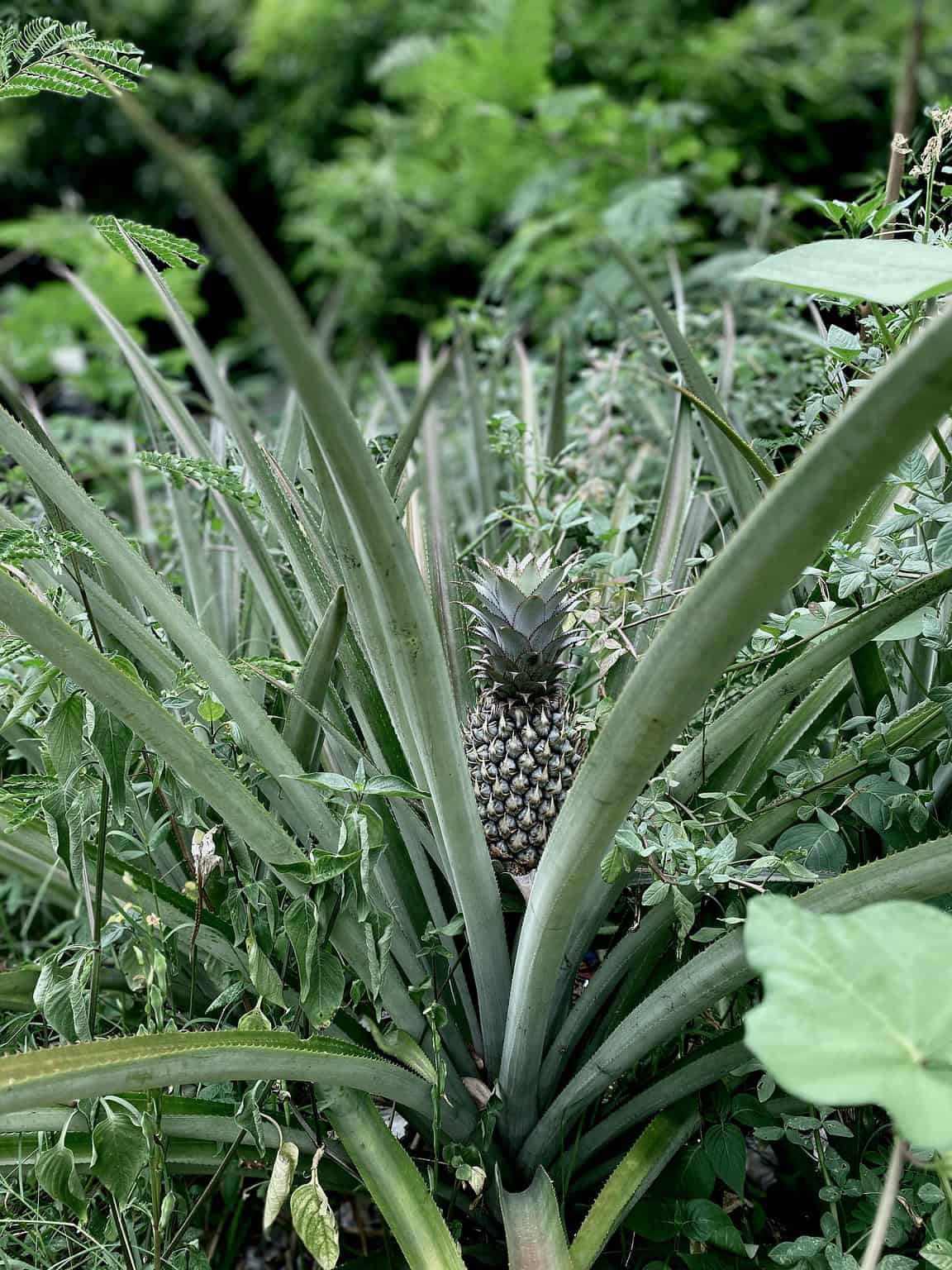 How to Plant Pineapple (Fast-Growing Methods for a Healthy Harvest ...