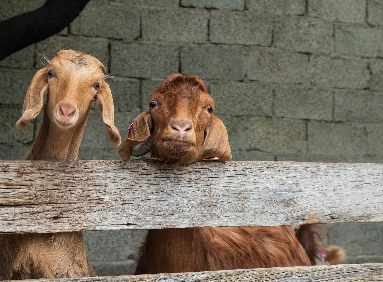 15 Goat Pen Ideas for a Secure and Functional Shelter - The Ultimate ...