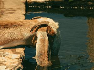 How to Keep Goats Warm in Winter - The Ultimate Homestead