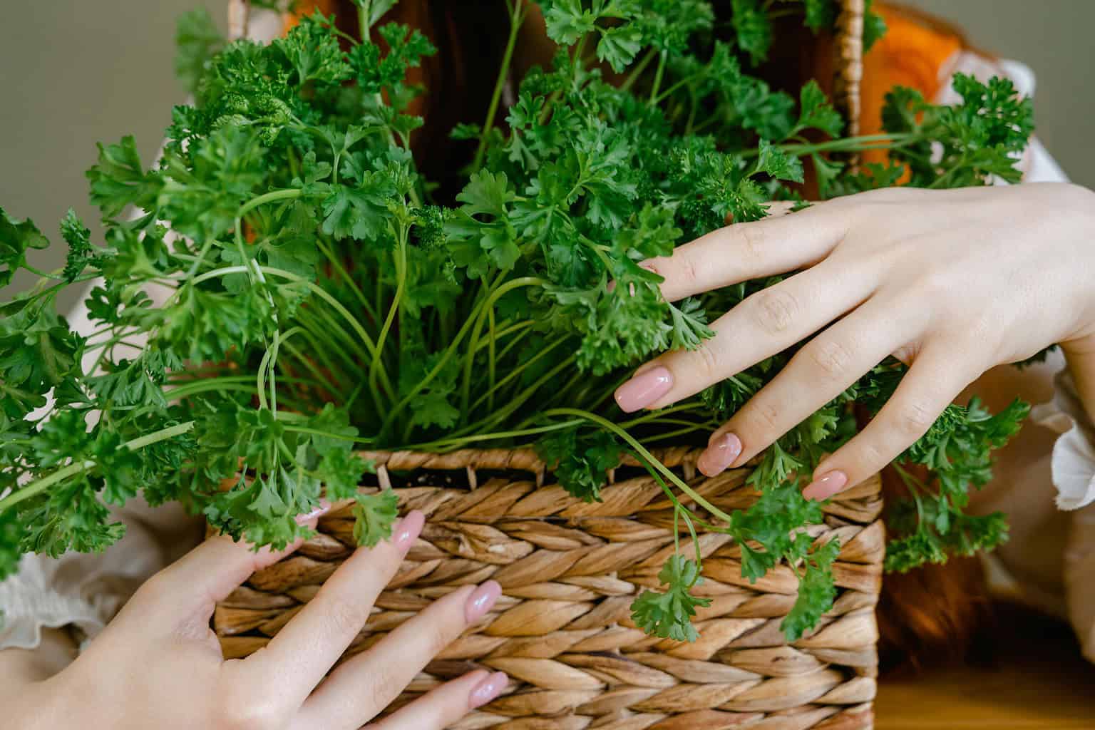 How to Harvest Parsley Properly (for Fresh Growth and Bigger Yields ...