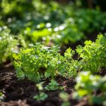 How to Harvest Parsley Properly (for Fresh Growth and Bigger Yields ...