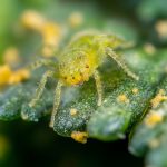 Common Parsley Pests and Diseases (And How to Prevent Them) - The ...