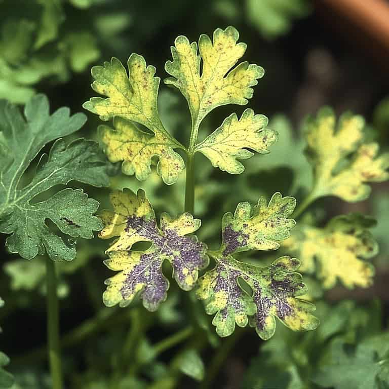 Common Parsley Pests and Diseases (And How to Prevent Them) - The ...