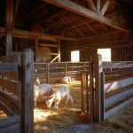 15 Goat Pen Ideas for a Secure and Functional Shelter - The Ultimate ...